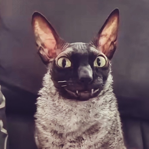 Stream Vam Pirogatto music | Listen to songs, albums, playlists for ...