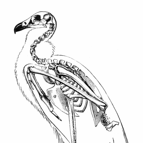 Stream CADAVER music | Listen to songs, albums, playlists for free on ...