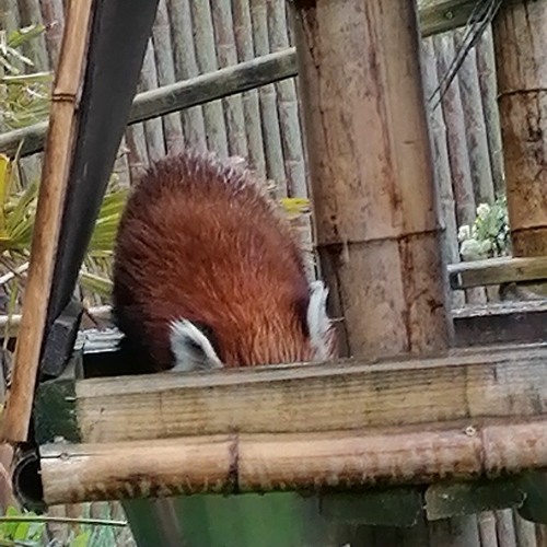 Stream Red Panda man music | Listen to songs, albums, playlists for ...