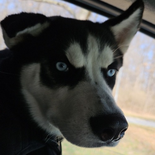 Stream Missouri Country Artist Winchester music | Listen to songs ...