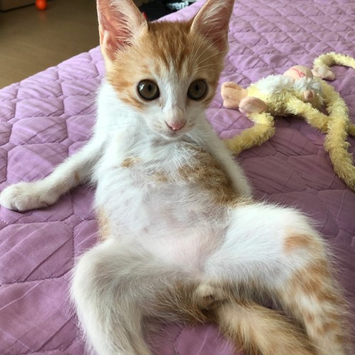 Stream dipiel music | Listen to songs, albums, playlists for free on ...