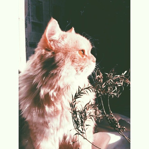 Stream Buthayna Ezzat music | Listen to songs, albums, playlists for free on SoundCloud