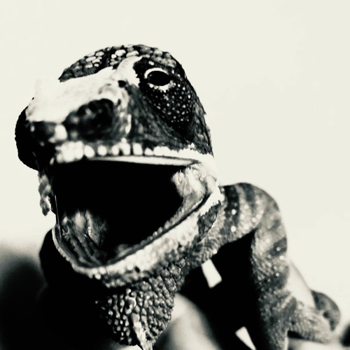 Stream Pseudo music | Listen to songs, albums, playlists for free on ...