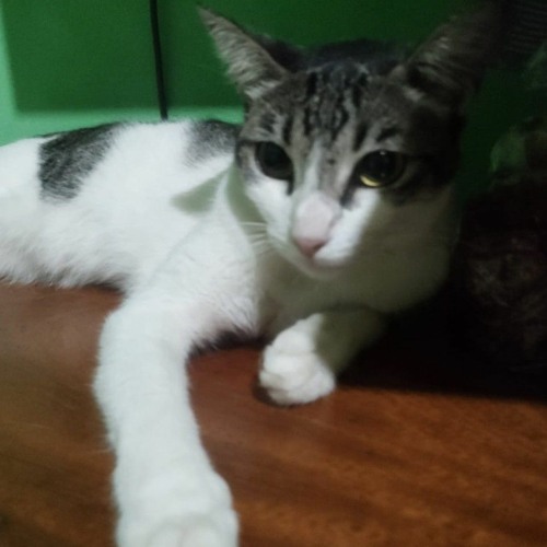 Stream godzilla portugues eminem by summa lumma dumma lumma | Listen ...