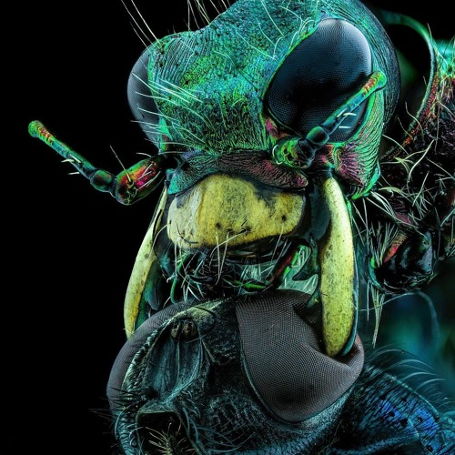 Stream King Karmoth music | Listen to songs, albums, playlists for free ...