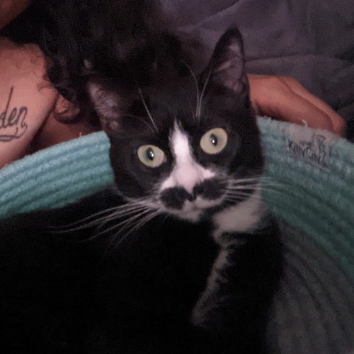 Stream Mustached Cat music | Listen to songs, albums, playlists for ...