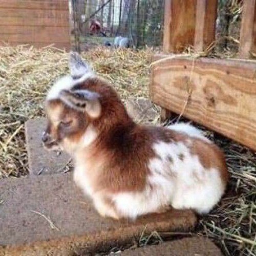 Stream 205-Bones music | Listen to songs, albums, playlists for free on ...