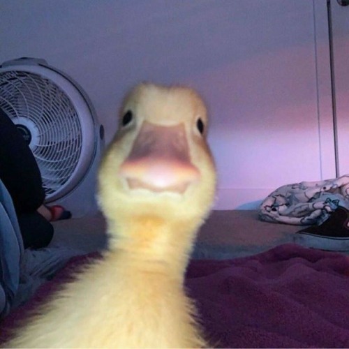 Stream The true ducky king🦆🦆🦆 music | Listen to songs, albums ...