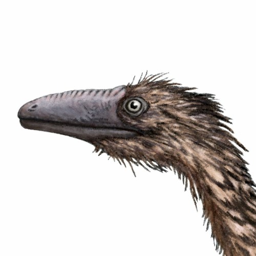 Stream podokesaurus music | Listen to songs, albums, playlists for free ...