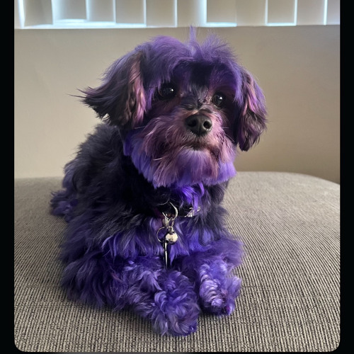 Stream DJ Nala music | Listen to songs, albums, playlists for free on ...