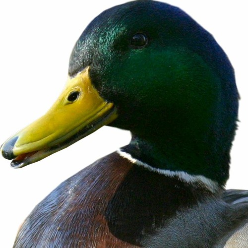 Stream One Path Remaining by The True Duck | Listen online for free on ...