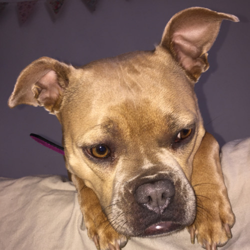 Stream Ella Lavery music | Listen to songs, albums, playlists for free ...