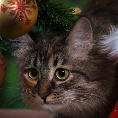 Stream Roblox Nicole music | Listen to songs, albums, playlists for ...