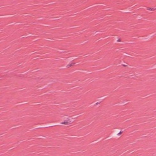 Stream Soft Tissue 001 by Soft Tissue | Listen online for free on ...