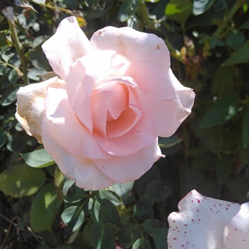 Stream Nada Maged music | Listen to songs, albums, playlists for free ...