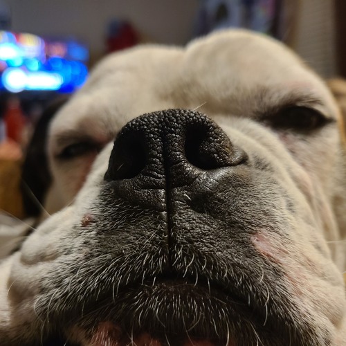 Stream Johnny Victory music | Listen to songs, albums, playlists for ...