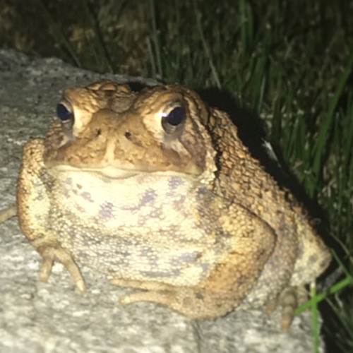 Stream Disco Toad music | Listen to songs, albums, playlists for free ...