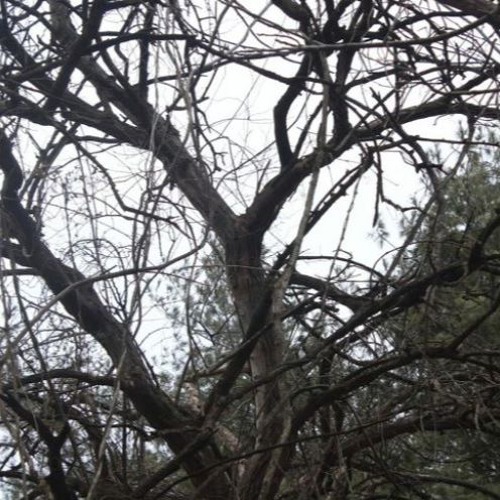 Stream Samann music | Listen to songs, albums, playlists for free on ...