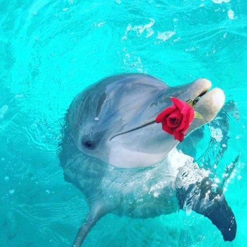 Stream 🎧 St4R 🎧 music | Listen to songs, albums, playlists for free on ...