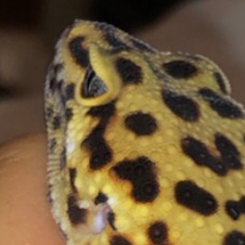 Stream Amelia Bader music | Listen to songs, albums, playlists for free ...