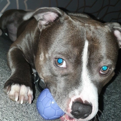 Stream Brad Stenton music | Listen to songs, albums, playlists for free ...