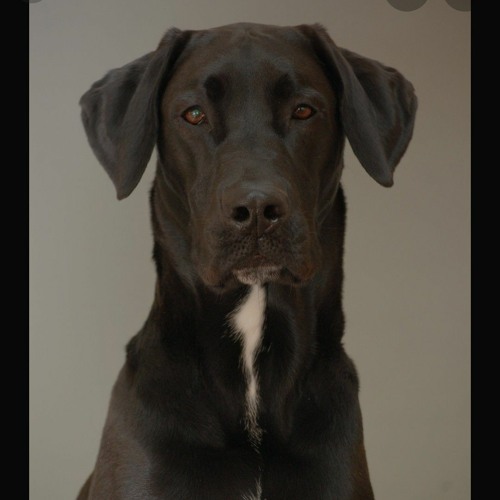 Stream Onyx music | Listen to songs, albums, playlists for free on ...