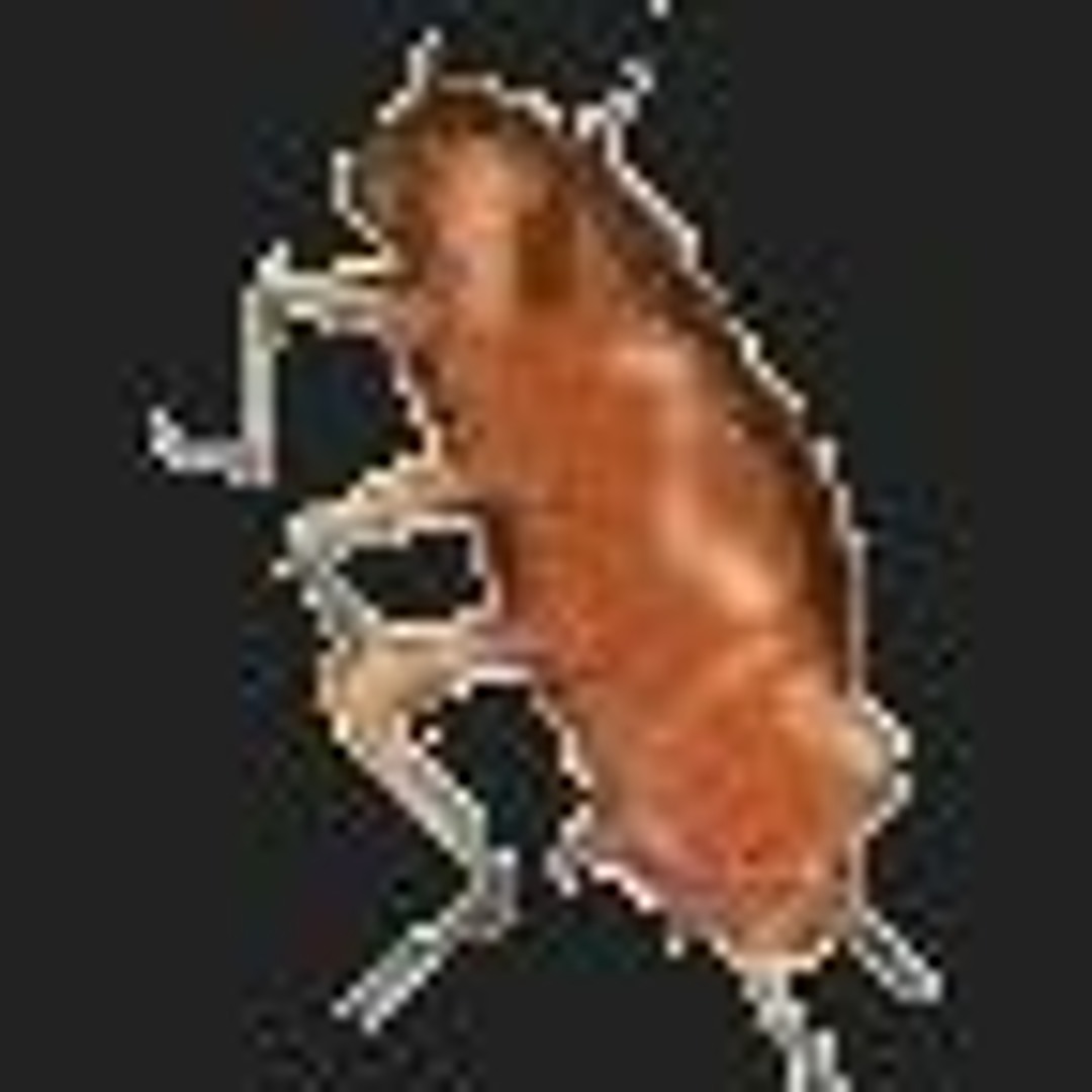 Stream شهرام صولتی - غربت (50 سال با ابی) Shahram Solati - Ghorbat (Ebi ...