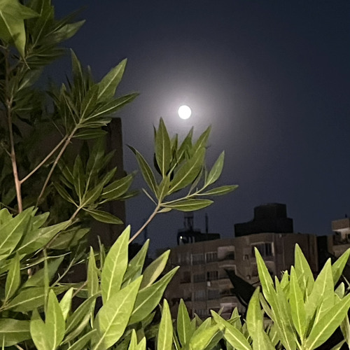 Stream MishO music | Listen to songs, albums, playlists for free on ...