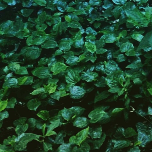 Stream vuvuVu music | Listen to songs, albums, playlists for free on ...