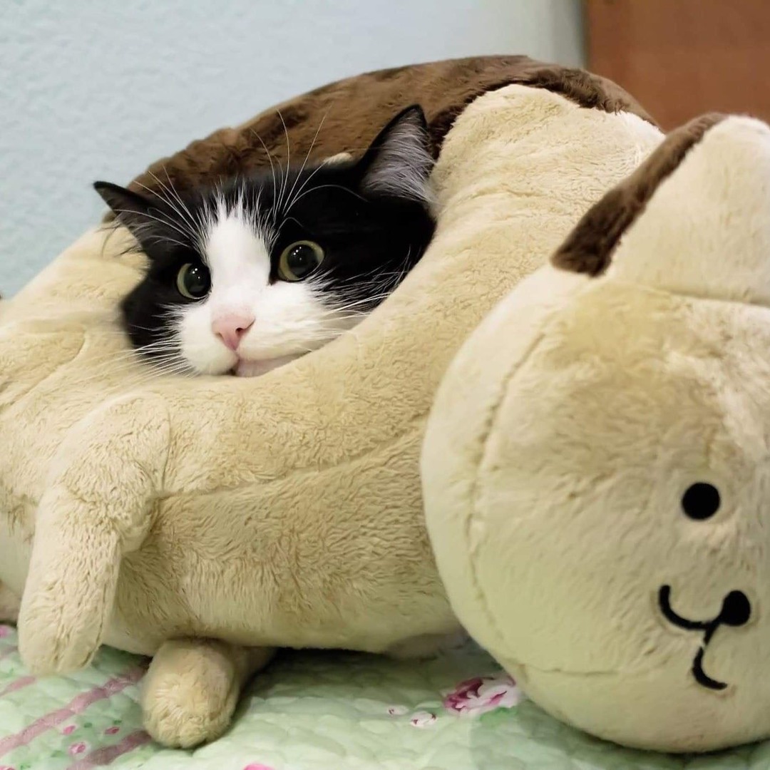 Stream Bankroll by Nic D & Connor Price (Official Lyric Video) by ...