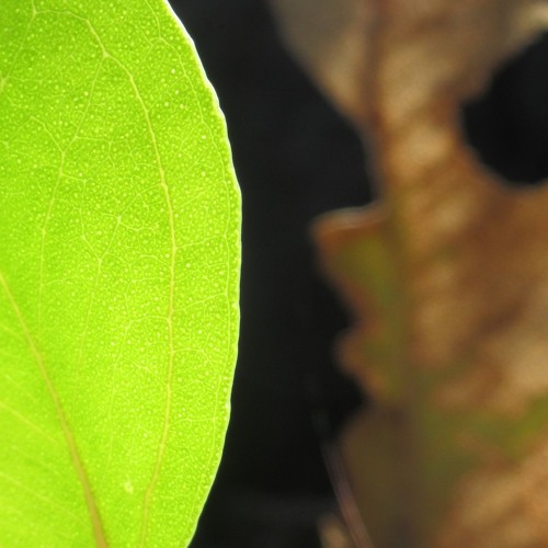 Stream HELL HERONS music | Listen to songs, albums, playlists for free ...