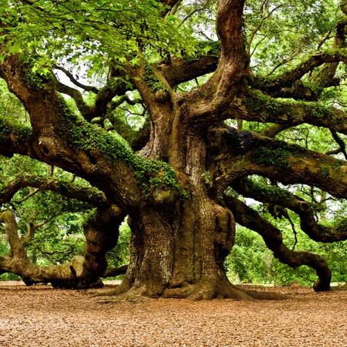 Stream Dub Trees Therapy music | Listen to songs, albums, playlists for ...