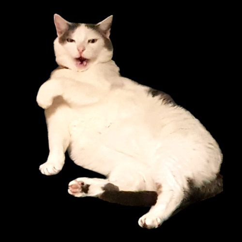 Stream PhatKatt music | Listen to songs, albums, playlists for free on ...