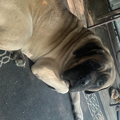 Stream Shizz Boss music | Listen to songs, albums, playlists for free ...