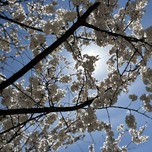 Stream henna lee music | Listen to songs, albums, playlists for free on ...