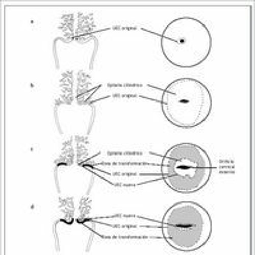 Stream Cavi Gaspar Bernal Alexander music | Listen to songs, albums ...