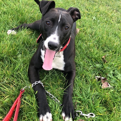 Stream Dylan Mather music | Listen to songs, albums, playlists for free ...