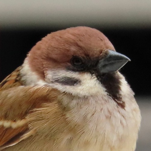 Stream chi ho chan | Listen to podcast episodes online for free on ...