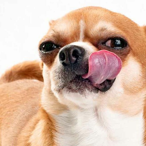 Stream THE KIBBLES music | Listen to songs, albums, playlists for free ...