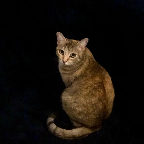 Stream 11. Fascinoma - Jesus Comes Back As A Homeless Man by FASCINOMA ...