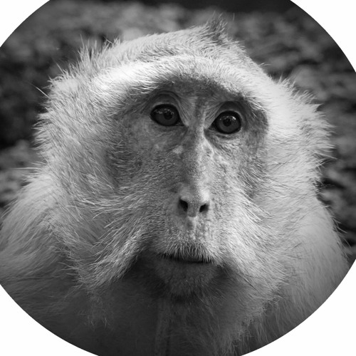 Stream certified monke music | Listen to songs, albums, playlists for ...