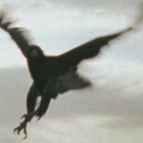 Stream wings_let_me_fly_away music | Listen to songs, albums, playlists ...