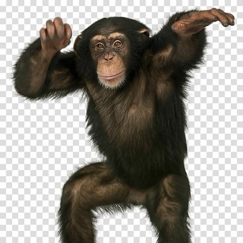 Stream DJ Monke music | Listen to songs, albums, playlists for free on ...