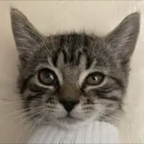 Stream Monkey Mischief ORIGONAL (Old Forest Music) by will | Listen ...