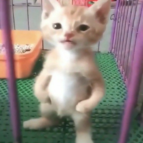 Stream Joos music | Listen to songs, albums, playlists for free on ...