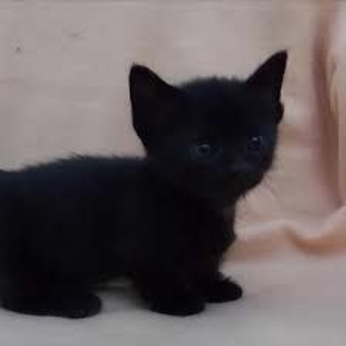 Stream icemop archives music | Listen to songs, albums, playlists for ...