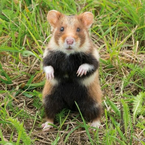 Stream Homjak music | Listen to songs, albums, playlists for free on ...