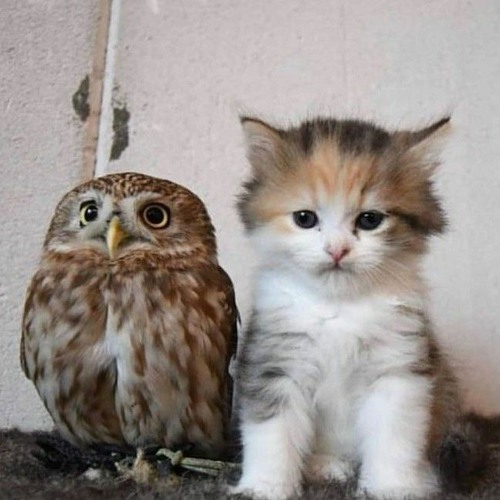 Stream Renny music | Listen to songs, albums, playlists for free on ...