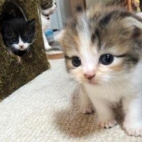 Stream thugmode music | Listen to songs, albums, playlists for free on ...