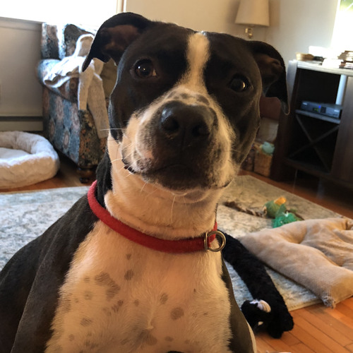 Stream Nick Volchok music | Listen to songs, albums, playlists for free ...